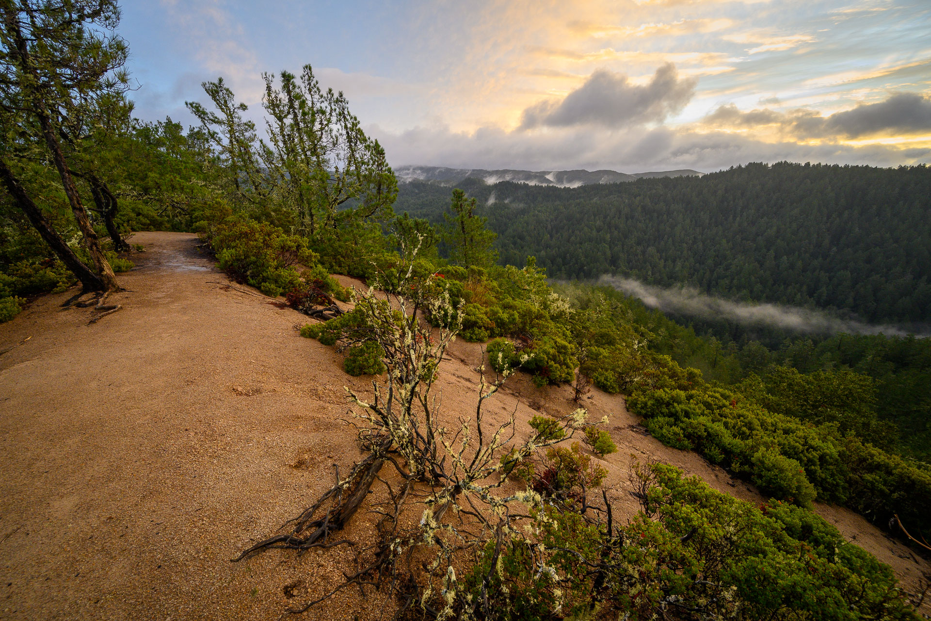 Big Basin State Park | CK Outside