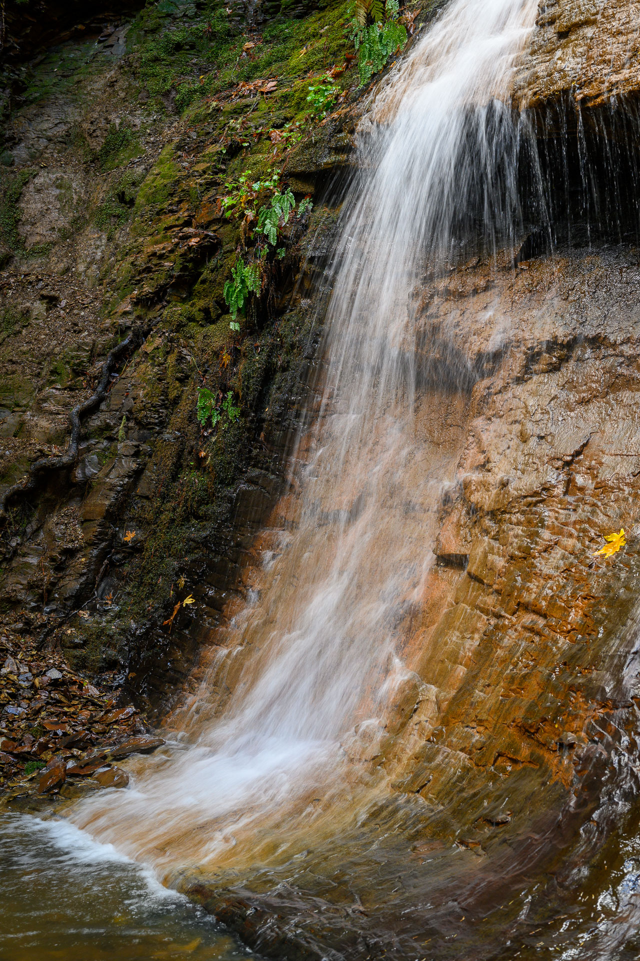 Big Basin State Park | CK Outside