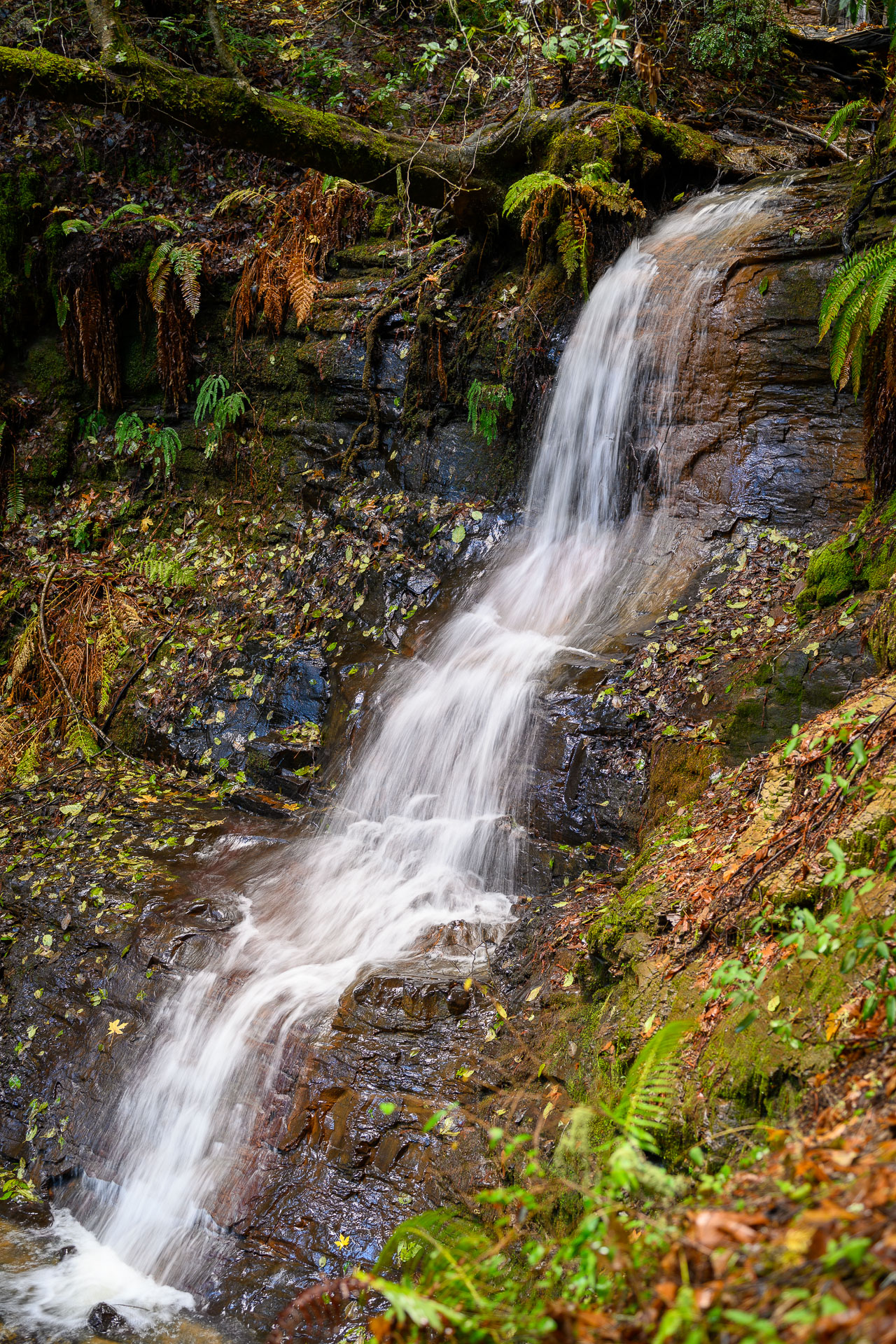 Big Basin State Park | CK Outside