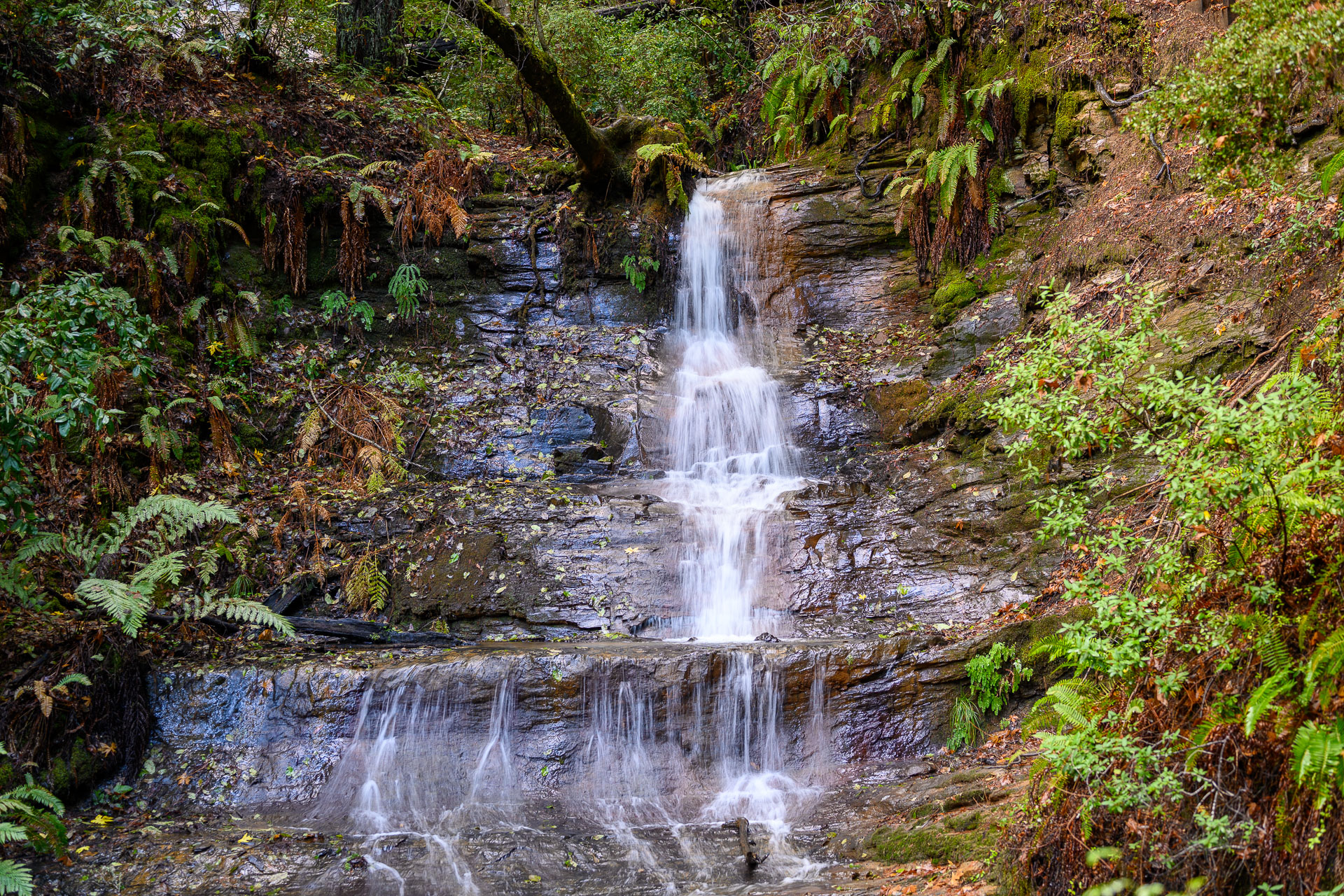 Big Basin State Park | CK Outside