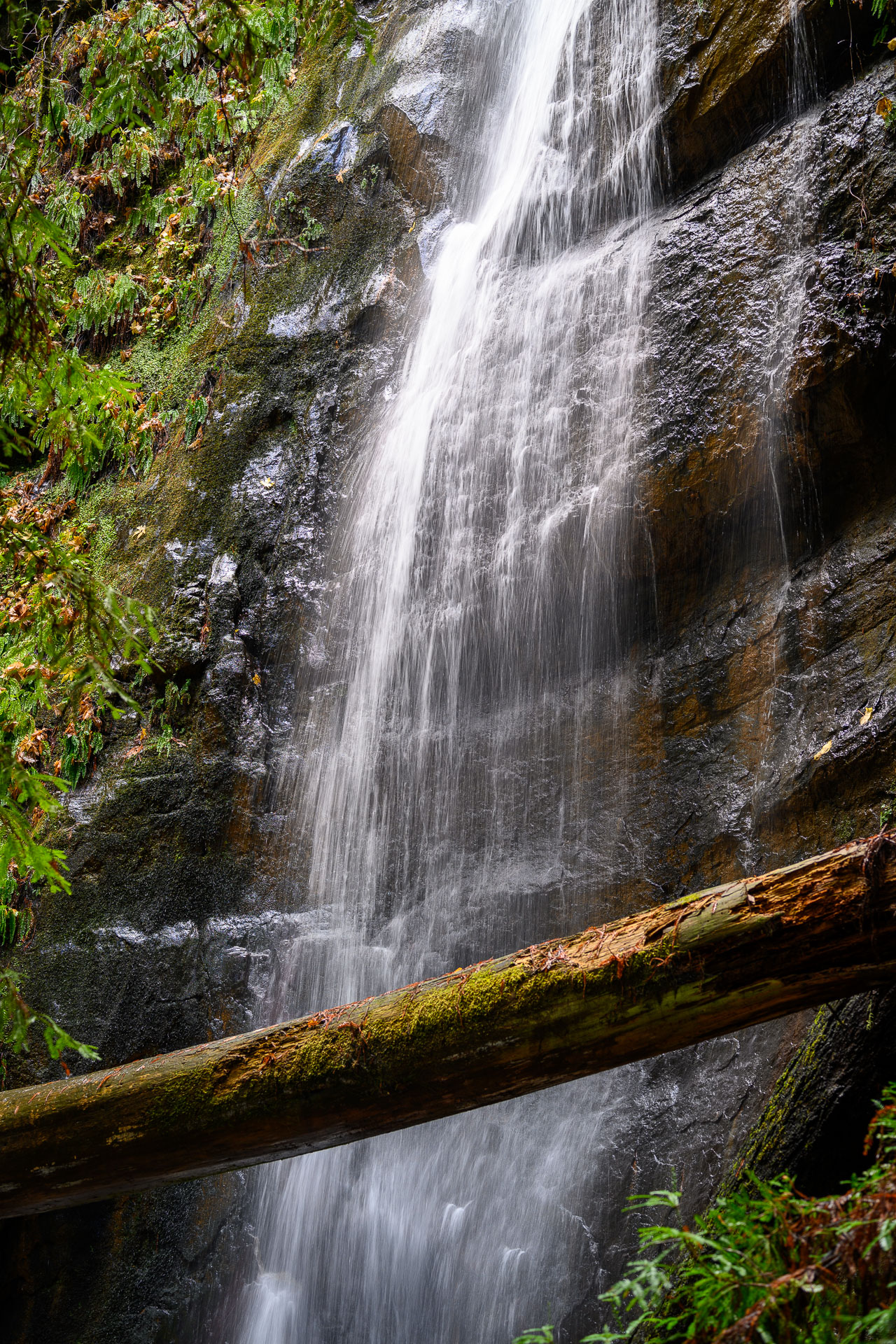 Big Basin State Park | CK Outside
