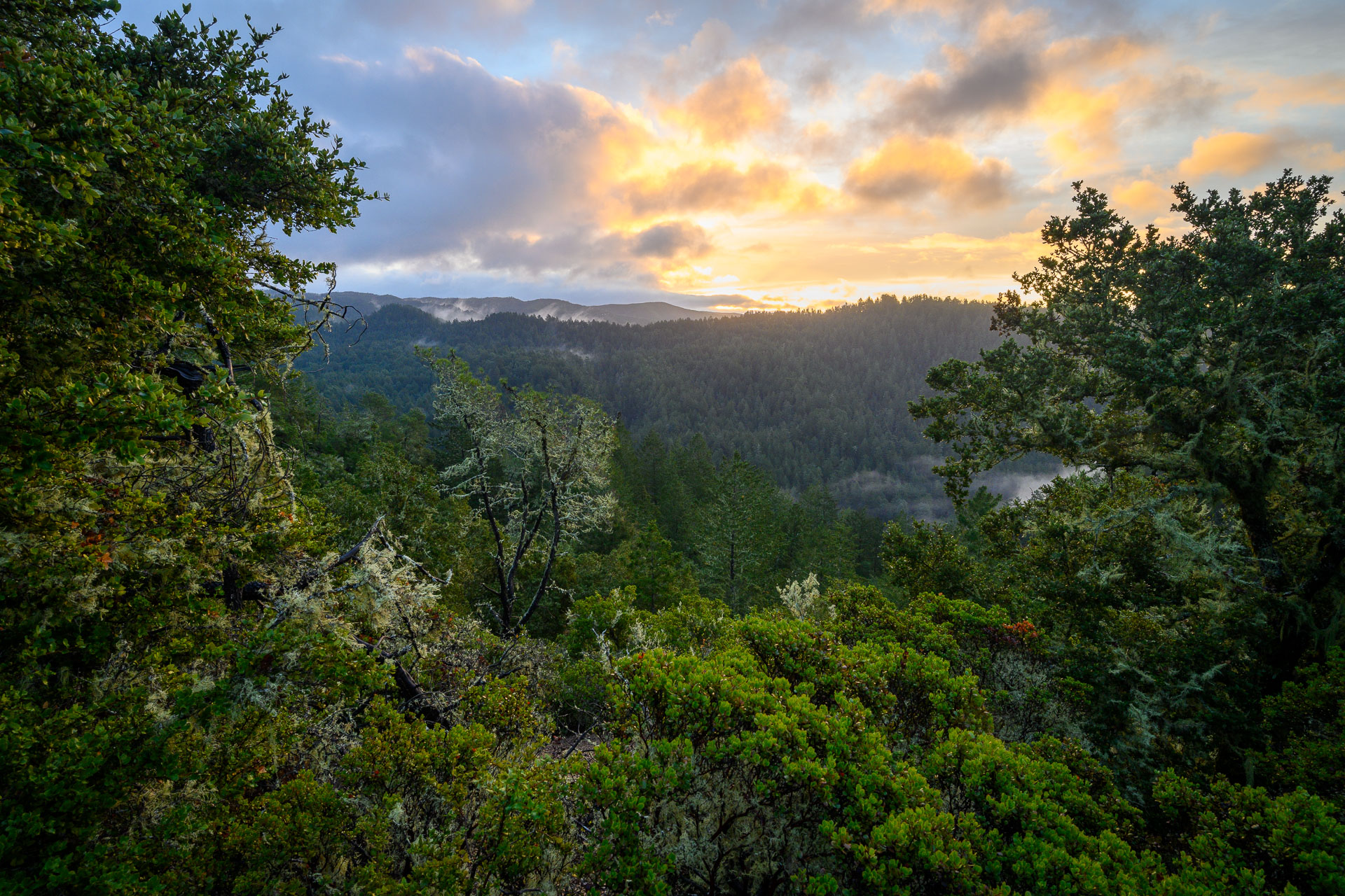 Big Basin State Park | CK Outside