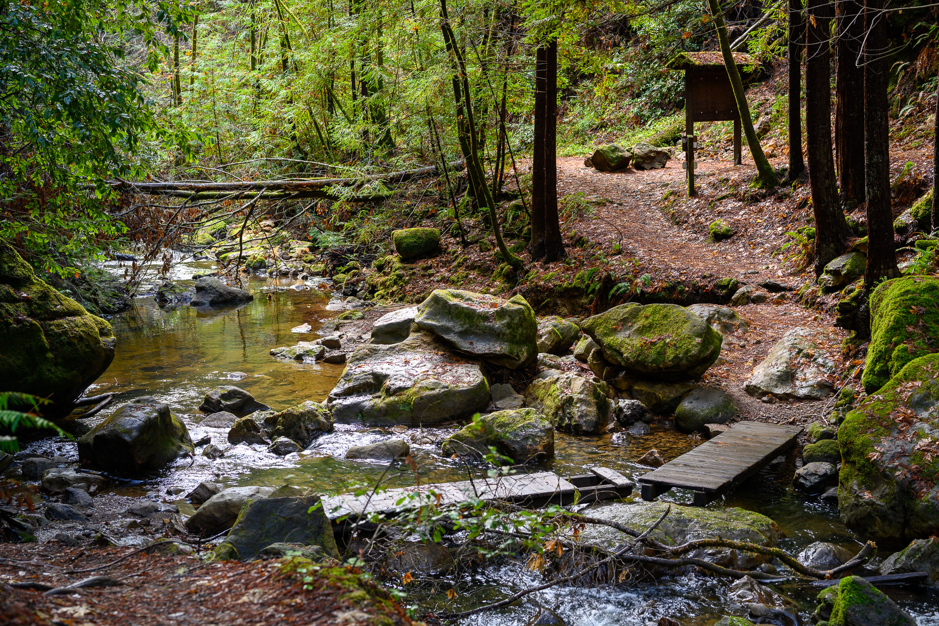Big Basin State Park | CK Outside