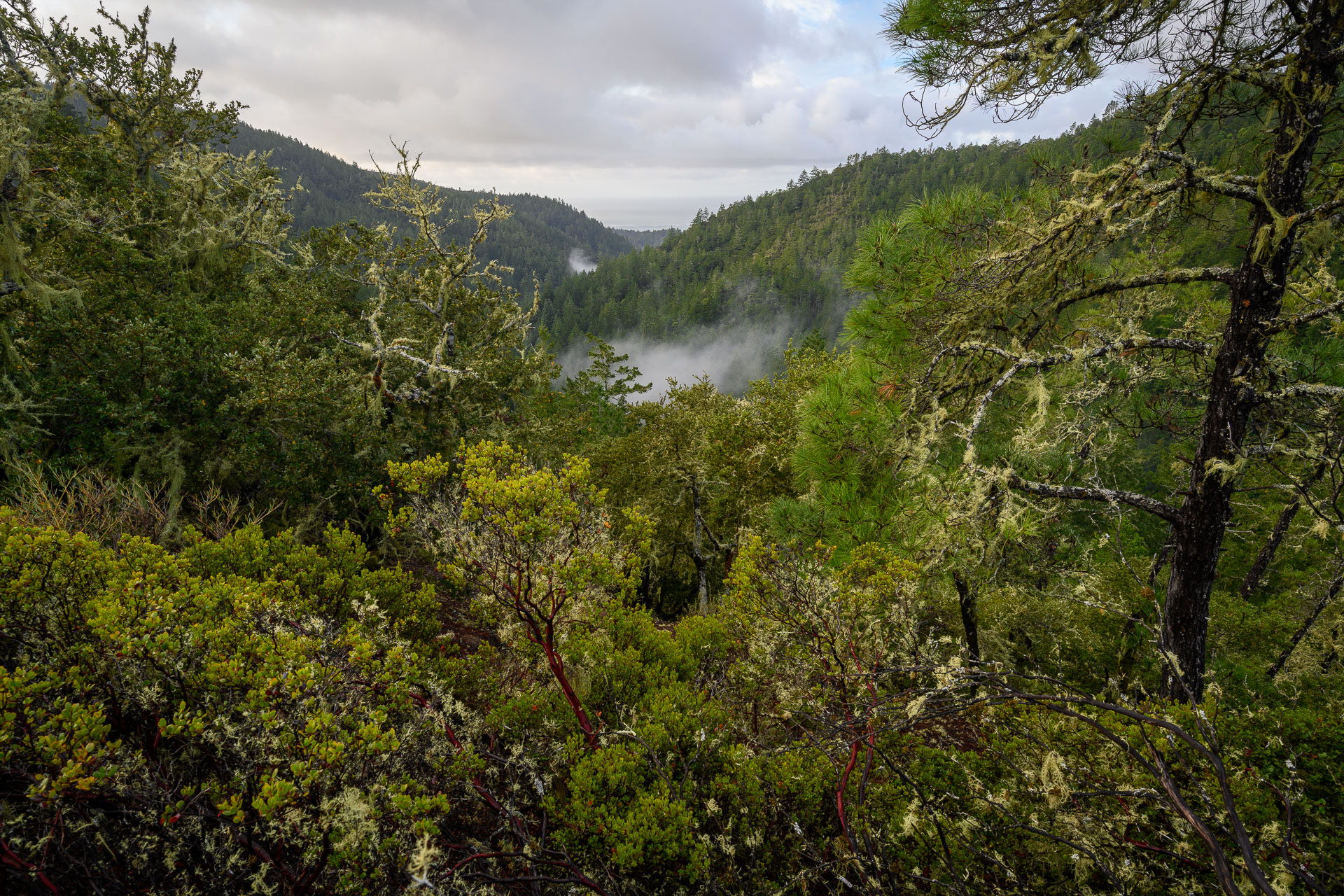 Big Basin State Park | CK Outside