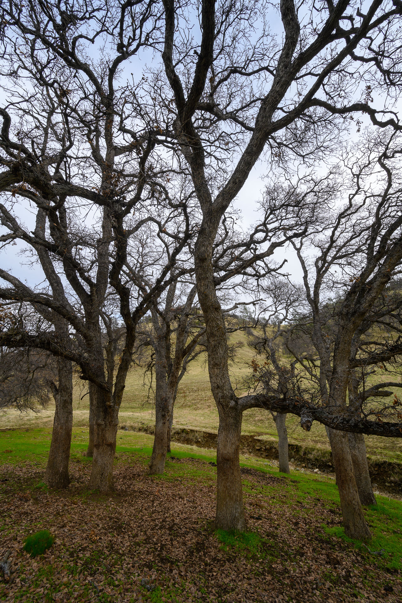 Greasewood Mountain | CK Outside
