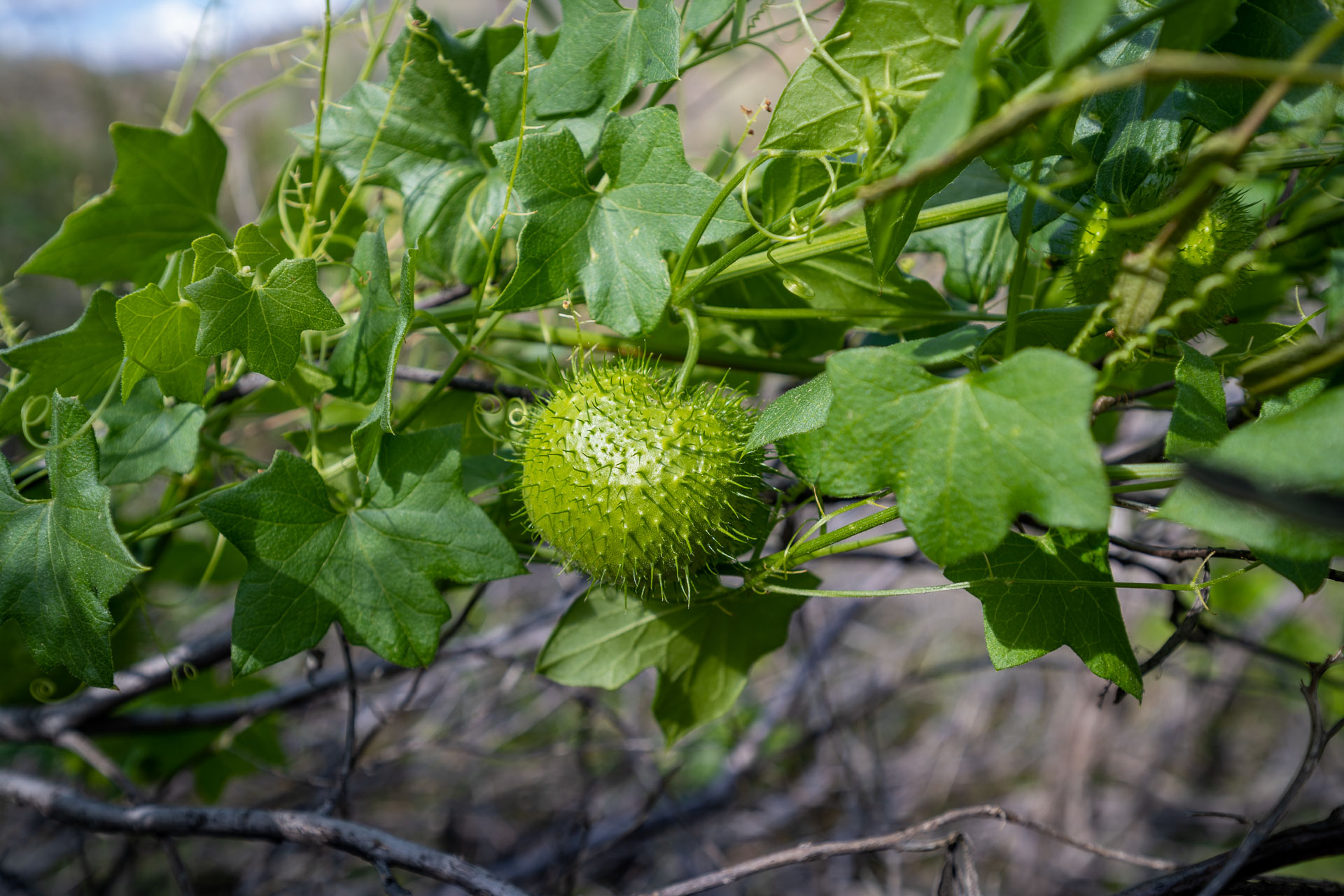 Henry Coe State Park | CK Outside