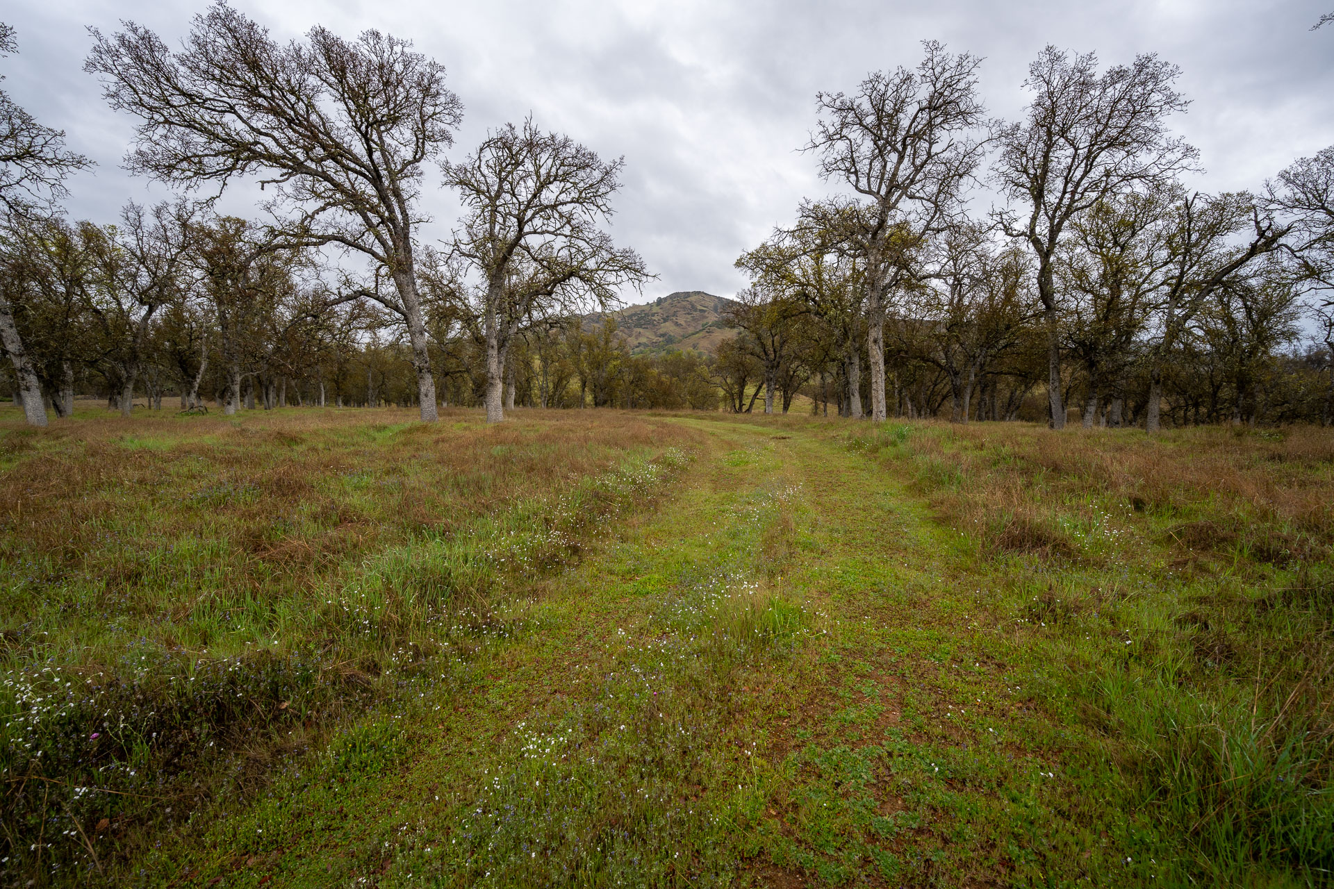 Henry Coe State Park | CK Outside
